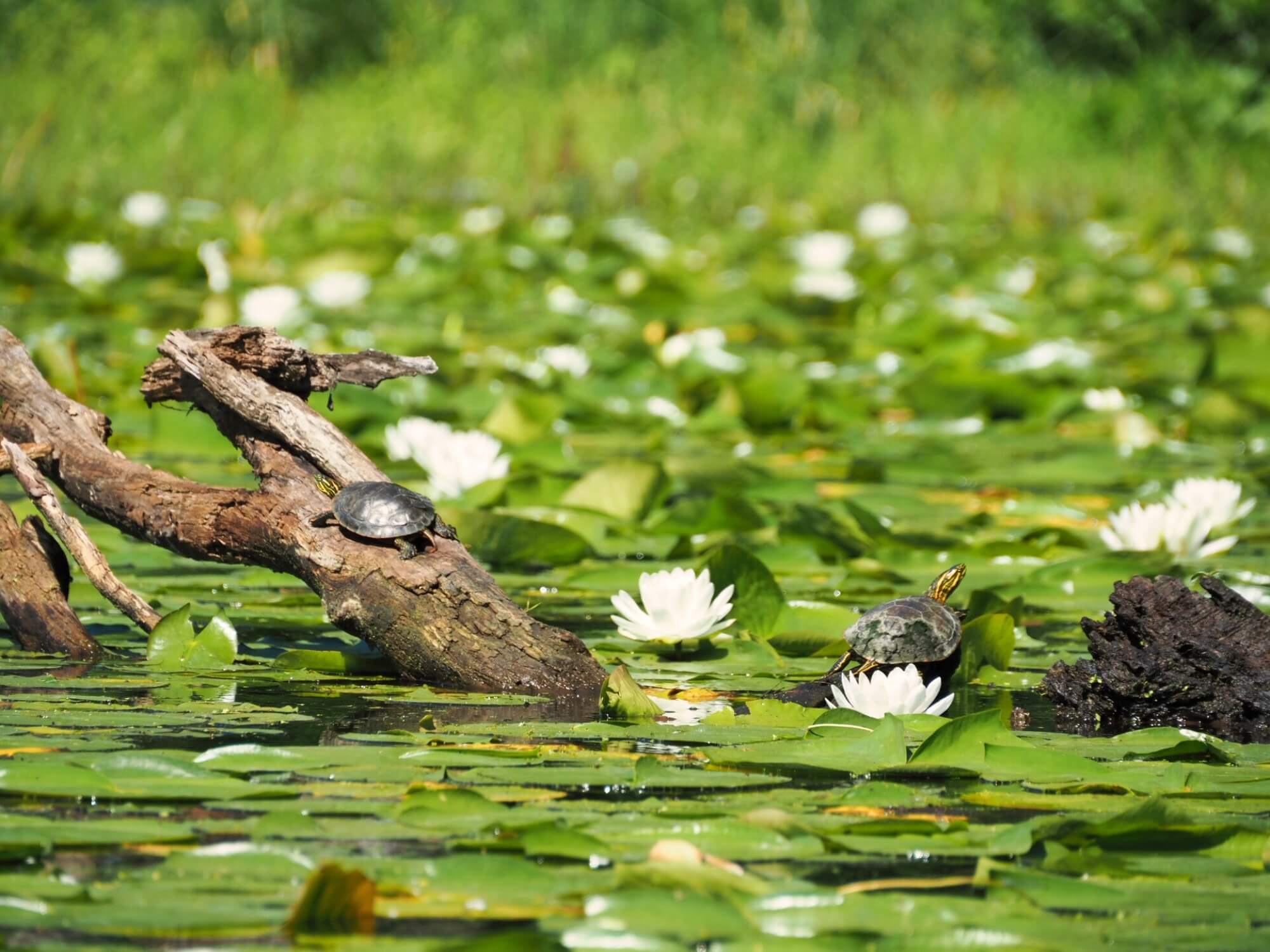 13 Fun Things to Do in Waterloo Iowa This Summer